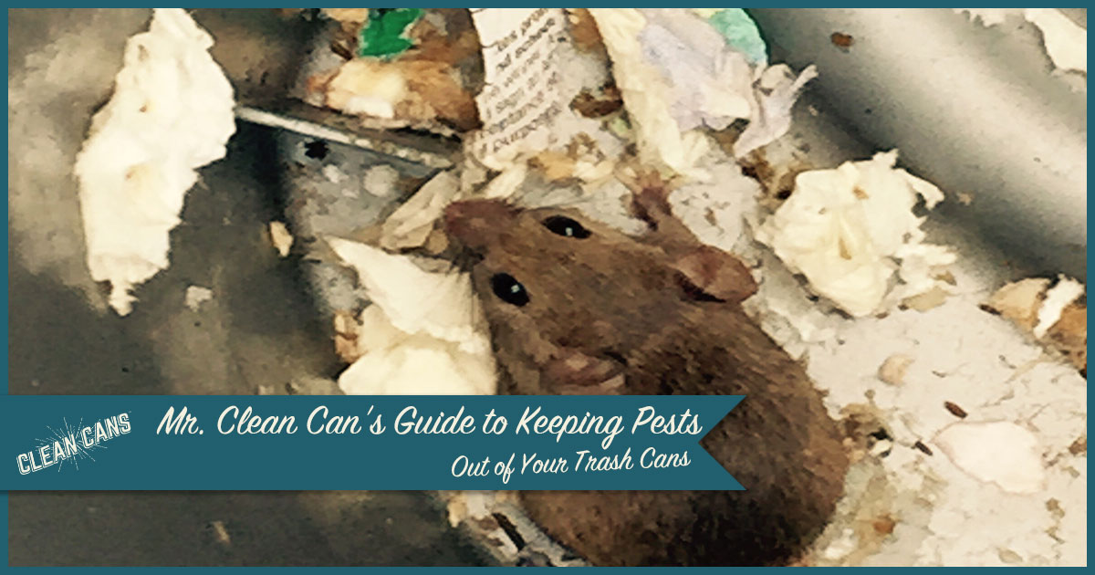 Mr. Clean Can's Guide to Keeping Pests Out of Your Trash Cans - Clean Cans