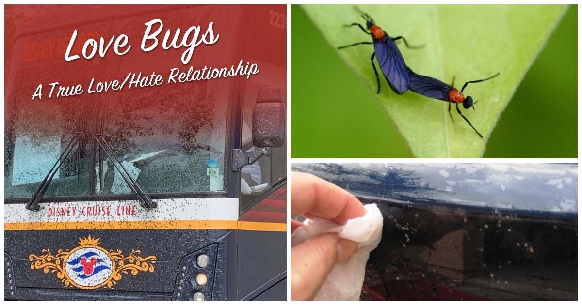 Love Bugs: A True Love/Hate Relationship - Clean Cans