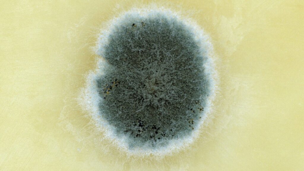 The Hidden Dangers Lurking in Your Trash Can - Clean Cans